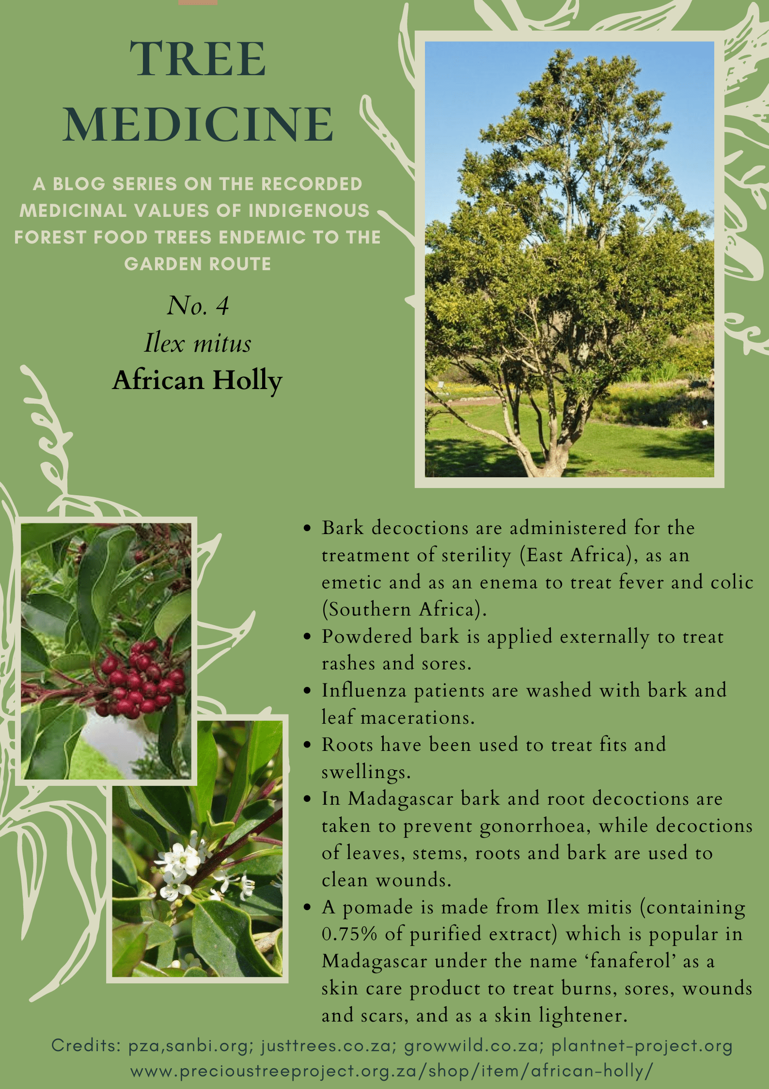 Tree Medicines - Cape Holly - Precious Tree Project