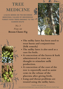 Tree Medicines - Broom Cluster Fig - Precious Tree Project NPO