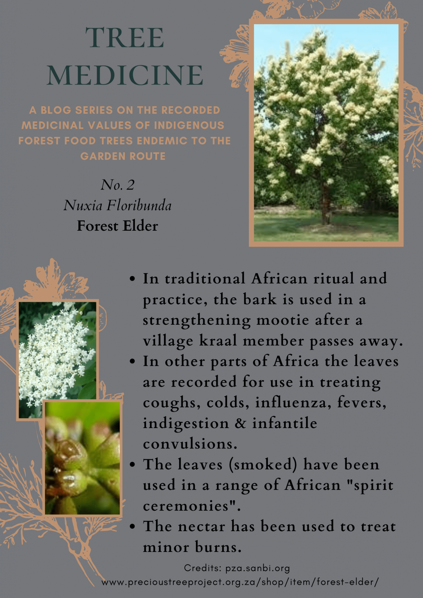 Tree Medicines - Forest Elder - Precious Tree Project NPO