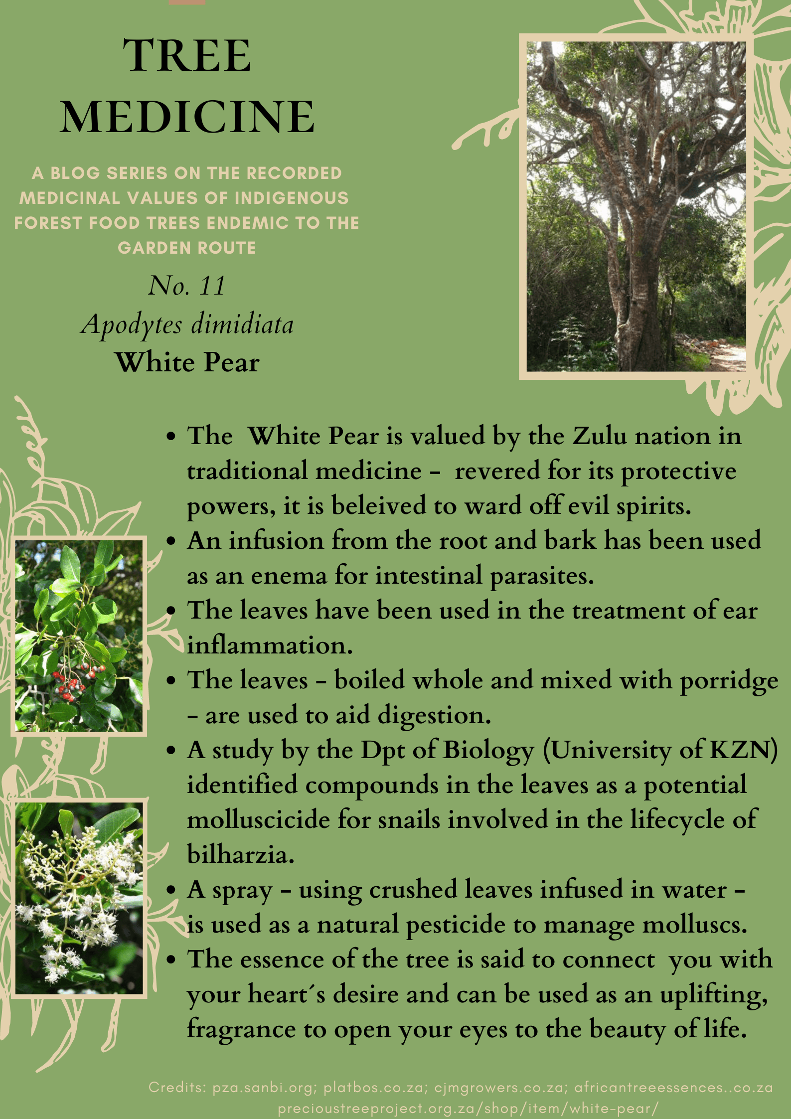 Tree Medicines - White Pear - Precious Tree Project NPO