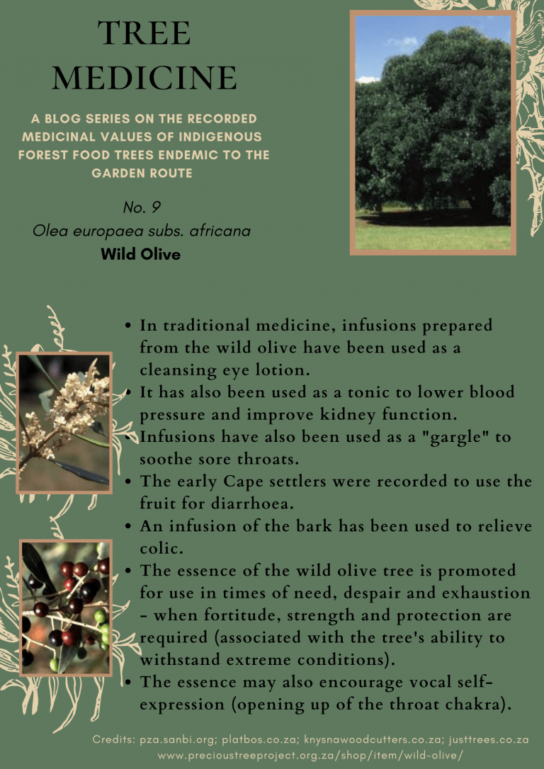 Tree Medicines - Wild Olive - Precious Tree Project