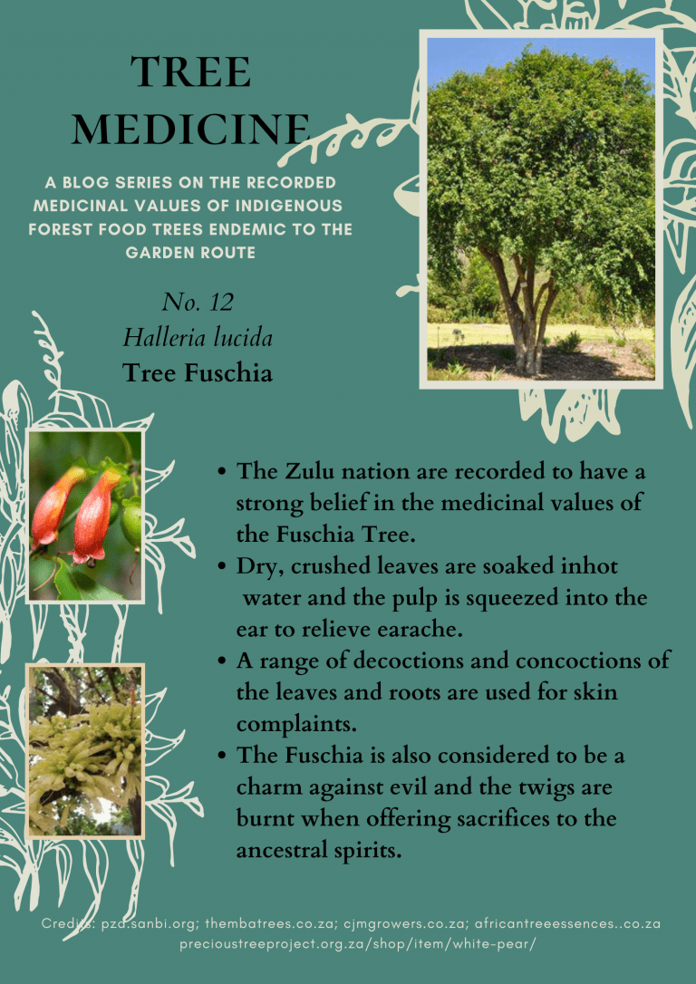 Tree Medicines - Tree Fuchsia - Precious Tree Project NPO