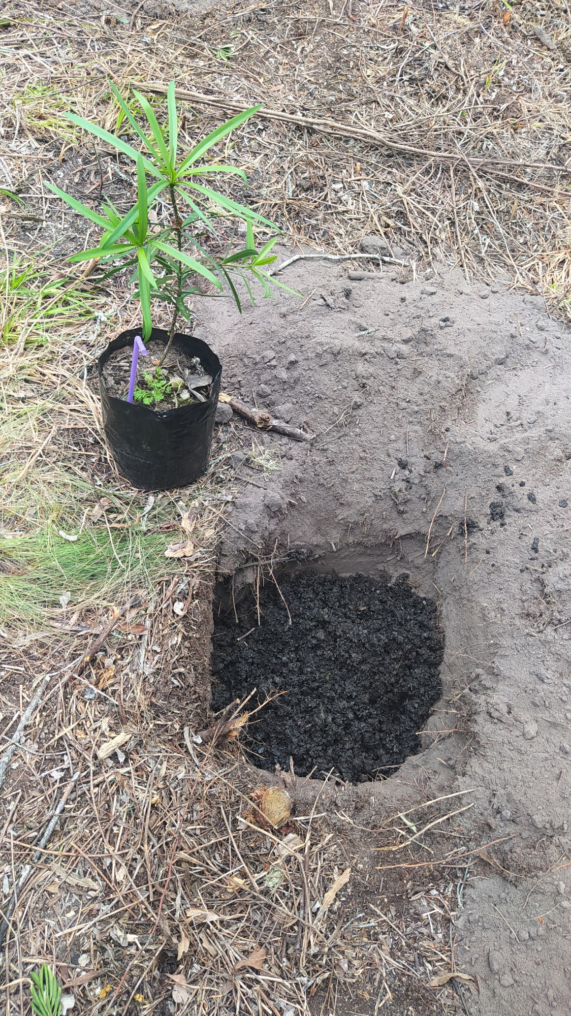 The Benefits of Biochar - Precious Tree Project NPO
